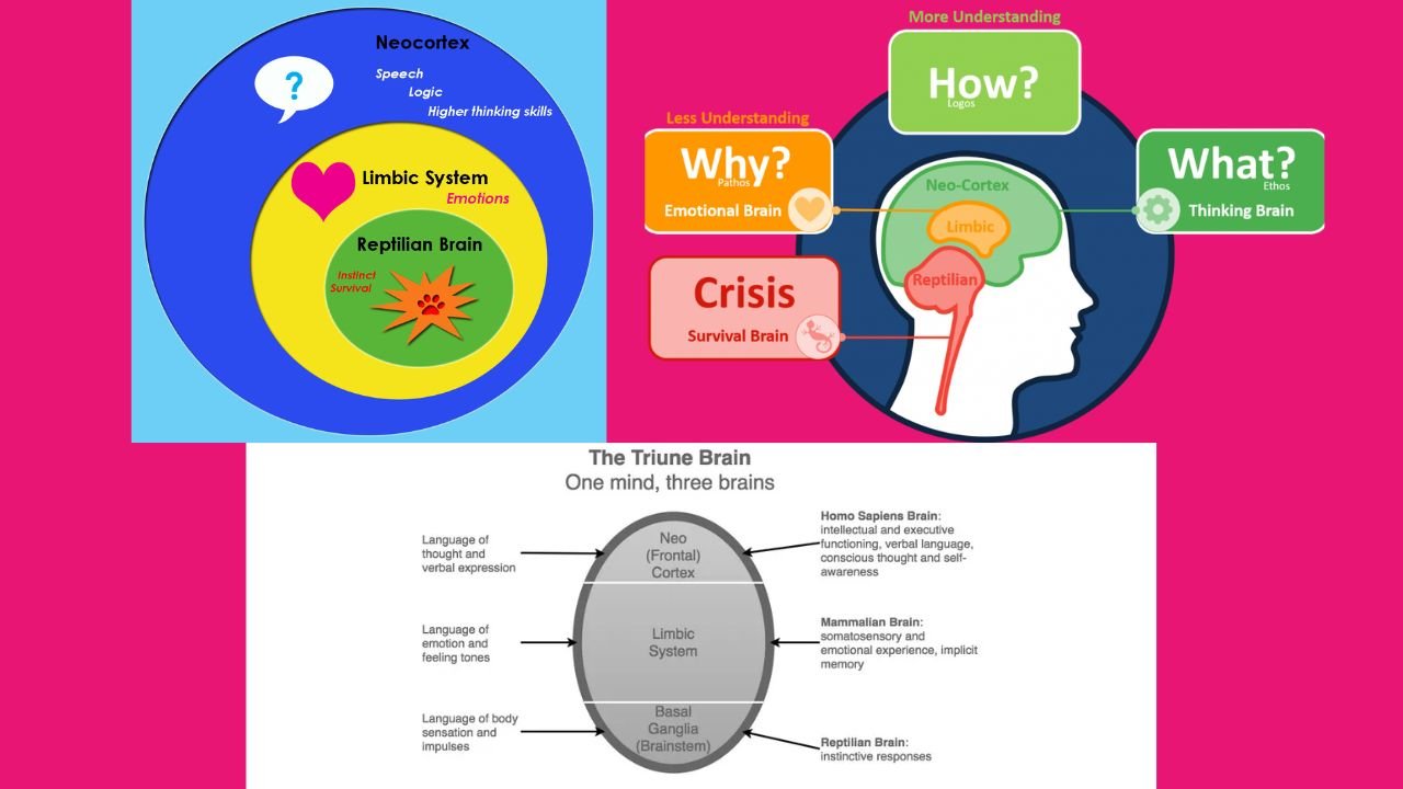 Understanding the Triune Brain: The Evolution of Our Minds - EMOCARE